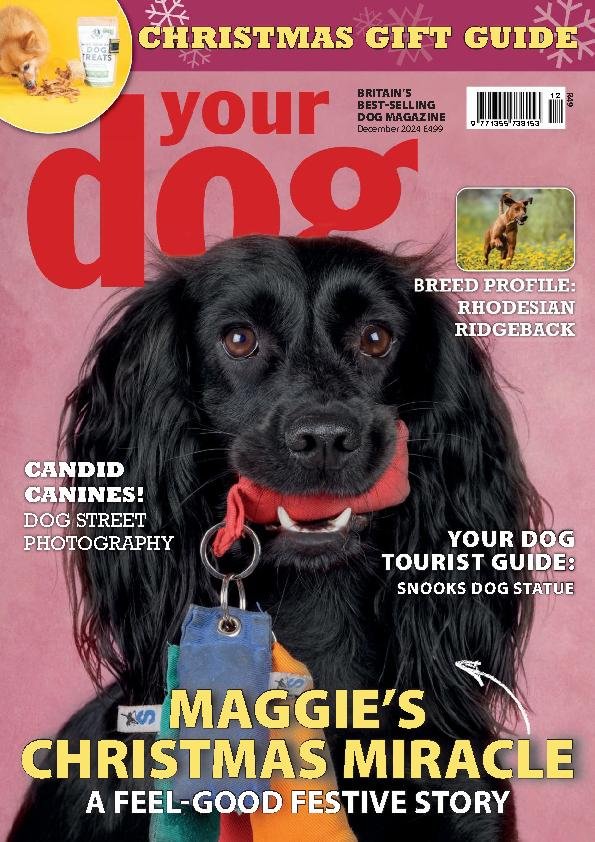 Your dog subscription store